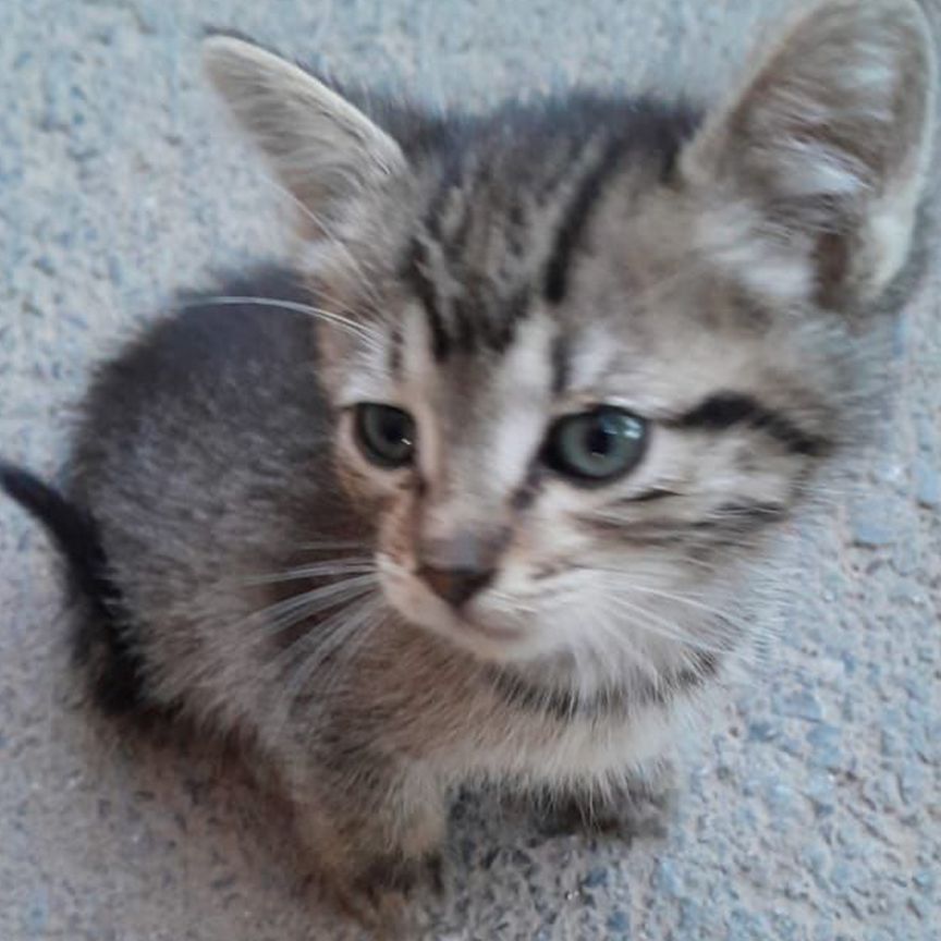 Котик в добрые руки