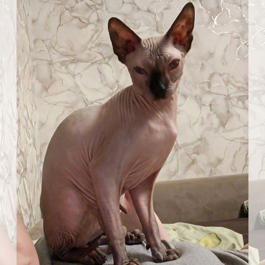 Канадский сфинкс котёнок