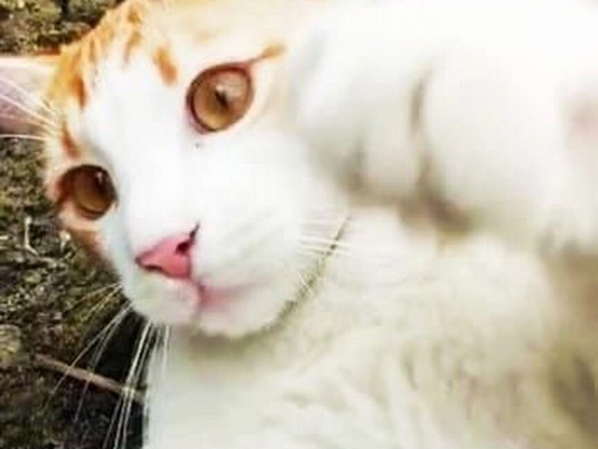 Кот- обормот)