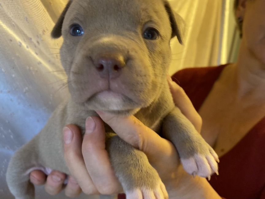 Американский булли classic