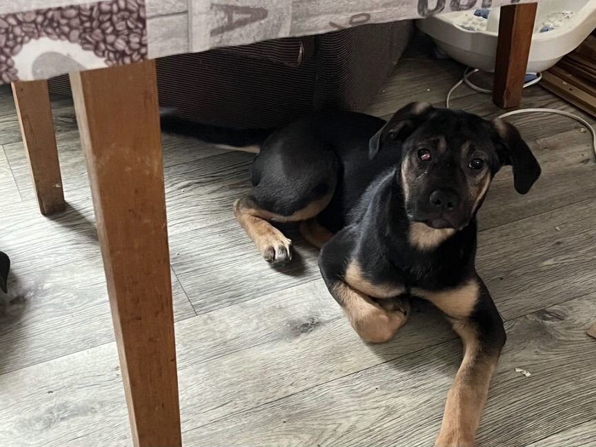 Собака в добрые руки