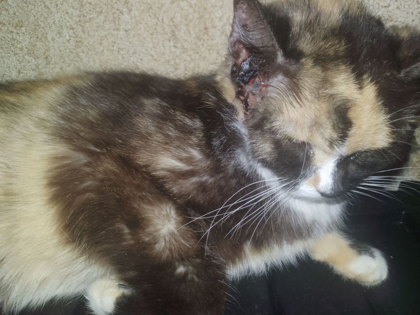 Две брошенные кошки в тяжёлом состоянии в клинике