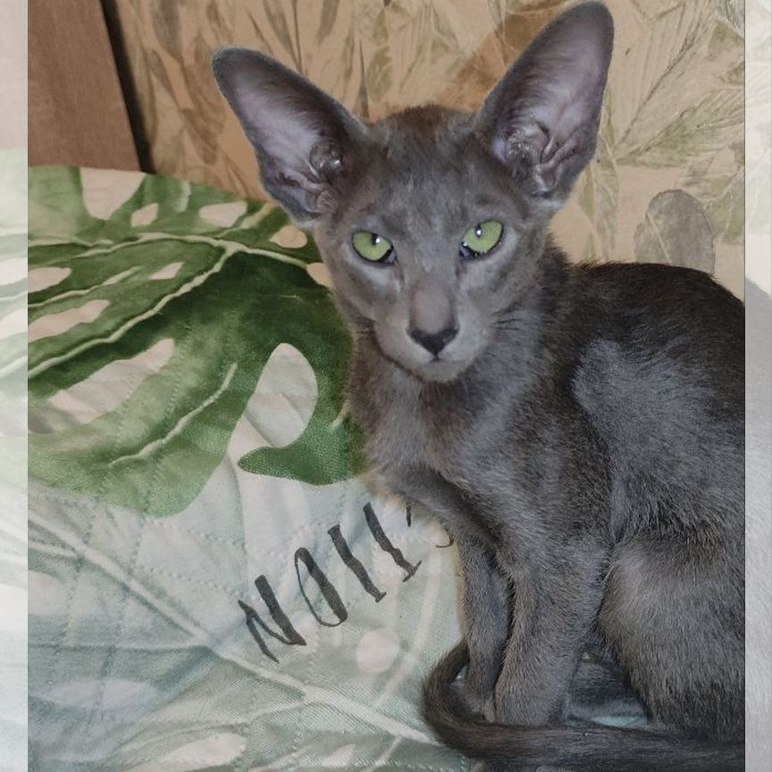 Ориентальный котёнок