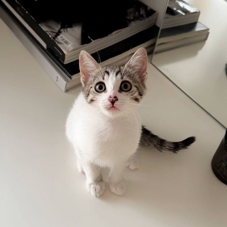 Котенок-девочка в добрые руки