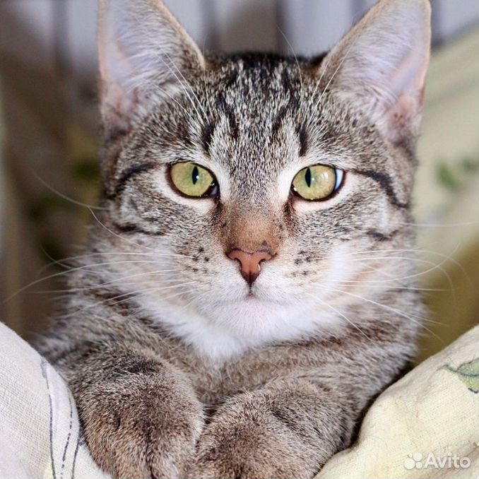 Котенок Кося (эксклюзив)