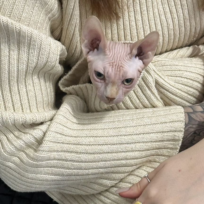 Котенок сфинкс бомбино