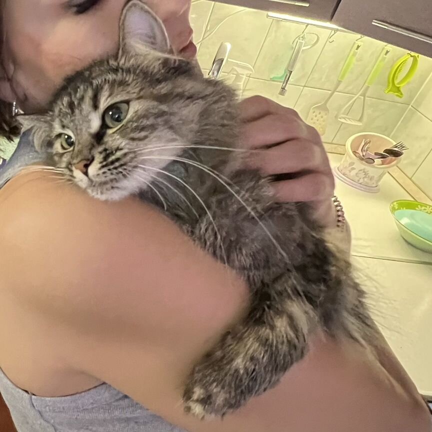 Кошка невская маскарадная бесплатно