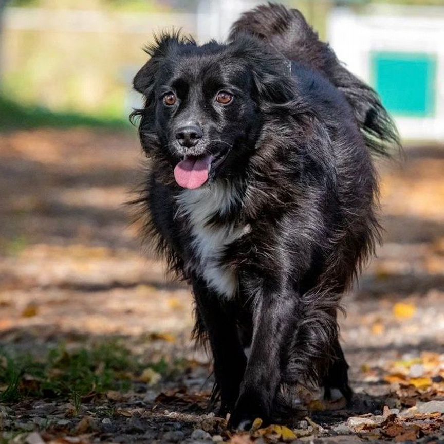 Кавалер кинг-чарльз-спаниель, взрослая собака