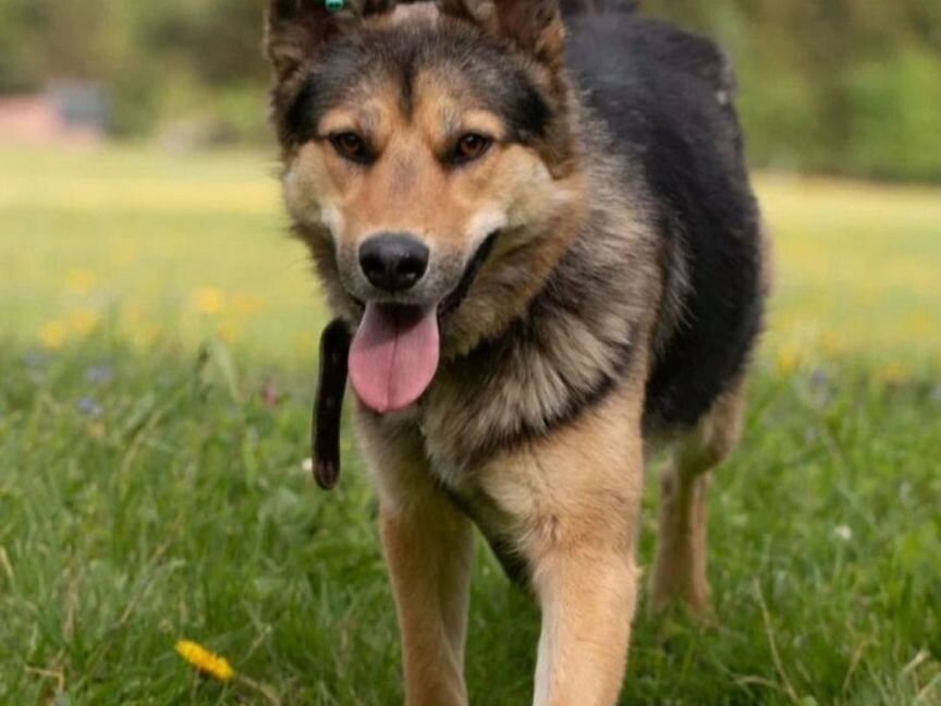 Невероятный Аксай из Лесного приюта ждёт свой дом