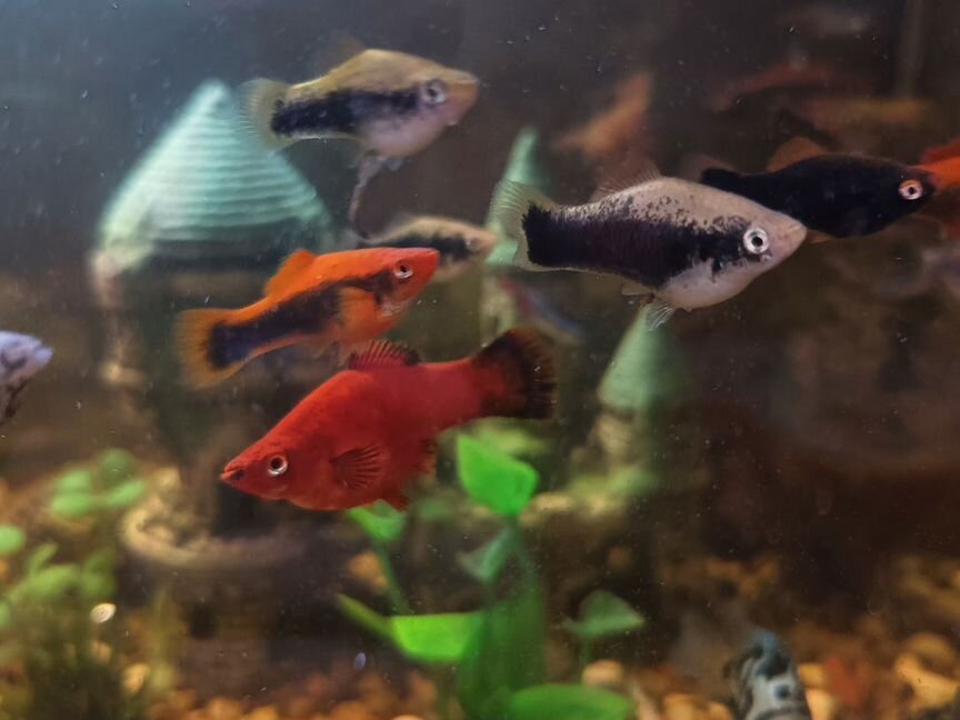 Рыбки меченосцы