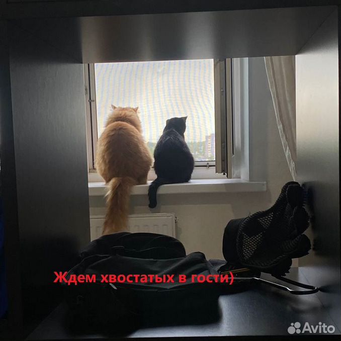 Кот и кошка ждут хвостатых друзей в гости)