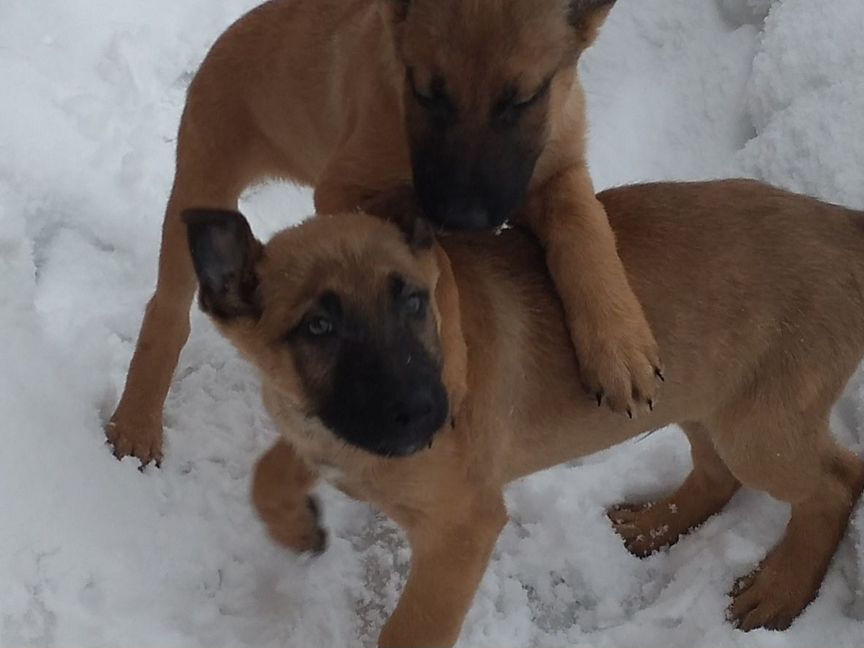 Бельгийская овчарка малинуа