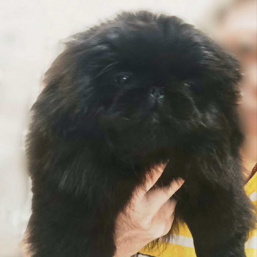 Щенки пекинеса