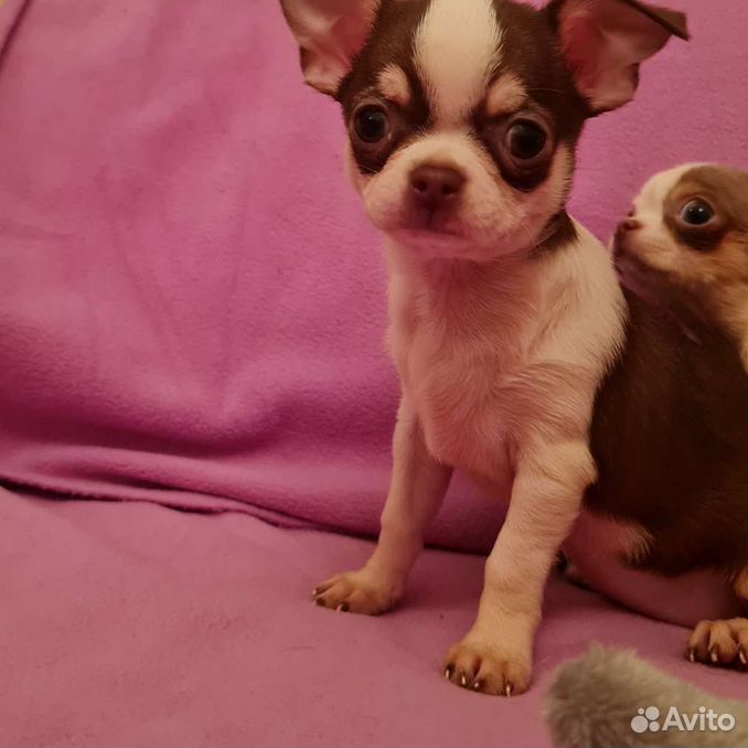 Чихуахуа девочка стандарт