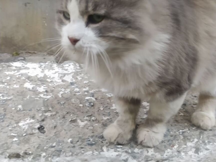 Кот