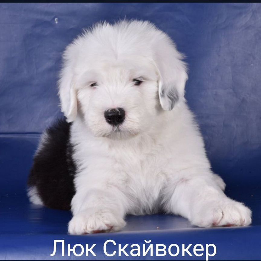 Староанглийская овчарка