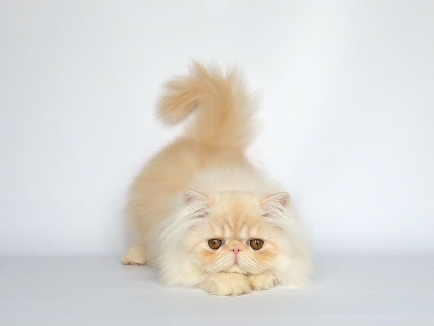 Персидская девочка 3,5 мес