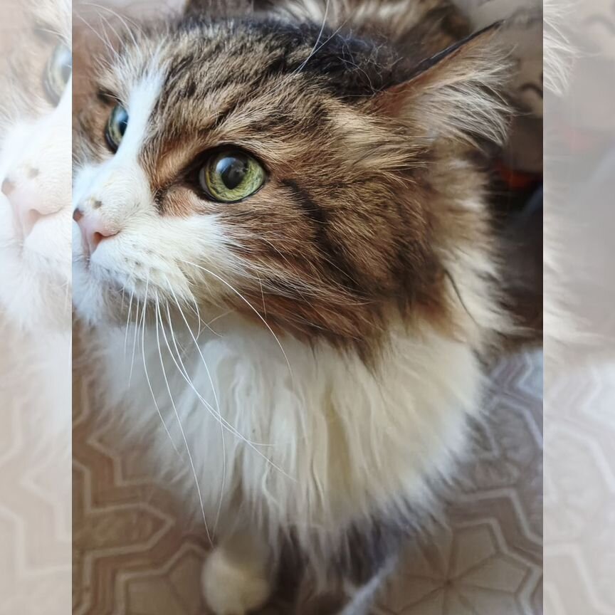 Взрослый кот в добрые руки