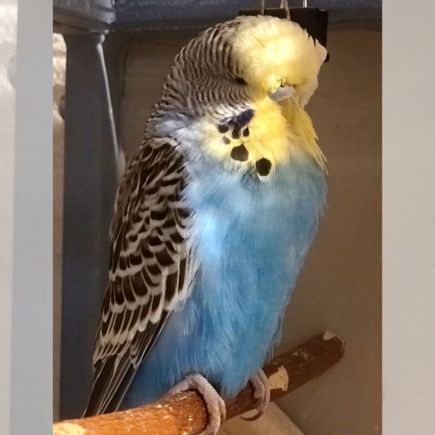 Выставочный волнистый попугай