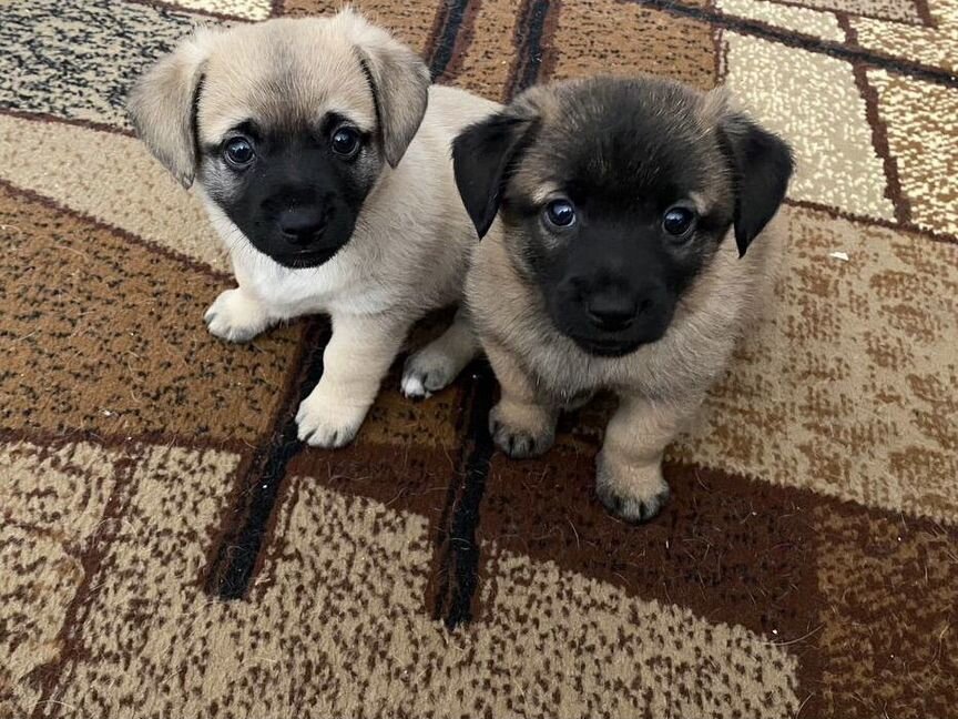 Собака в добрые руки маленькая порода