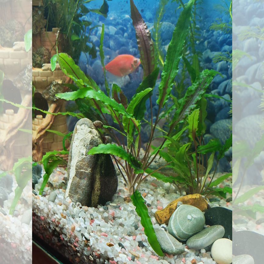 Криптокорина - Аквариумное растение