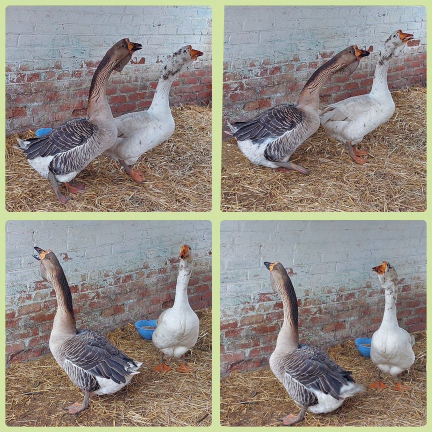 Гусь Холмогор