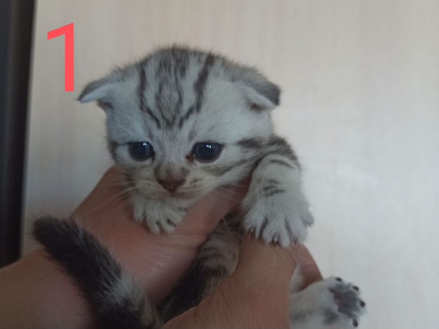 Шотландская