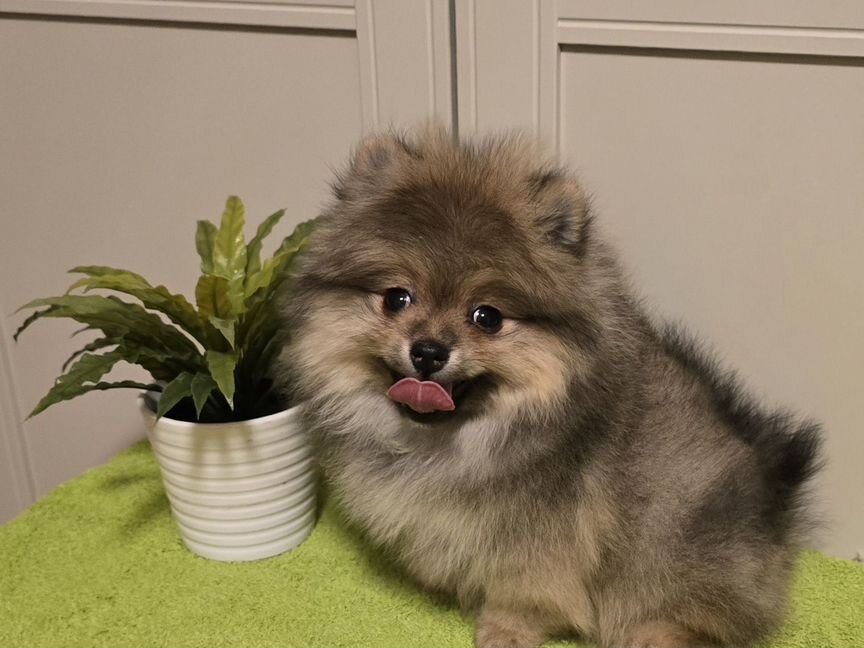 Померанский шпиц