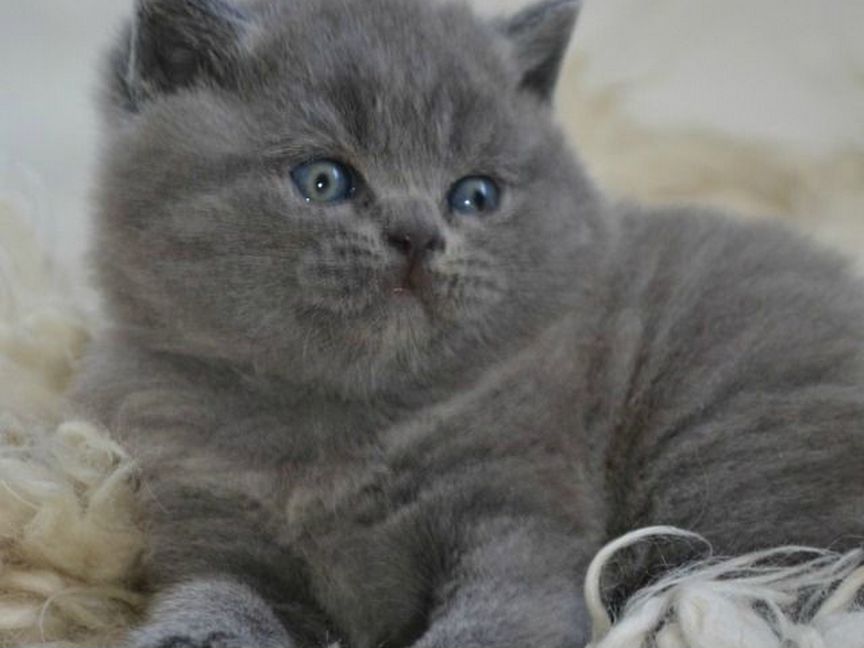 Раннее бронирование британских котят