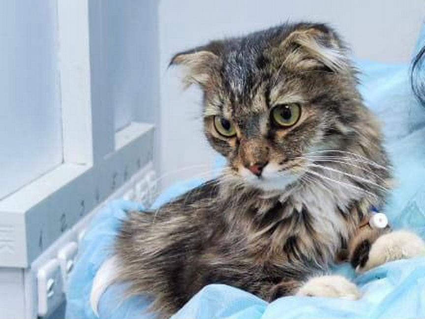 Вислоухий котенок Винни