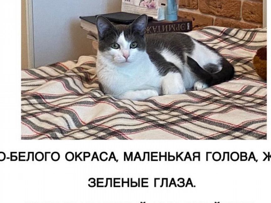 Потерялся кот