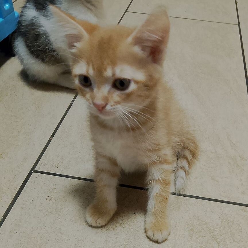 Котята в добрые руки бесплатно