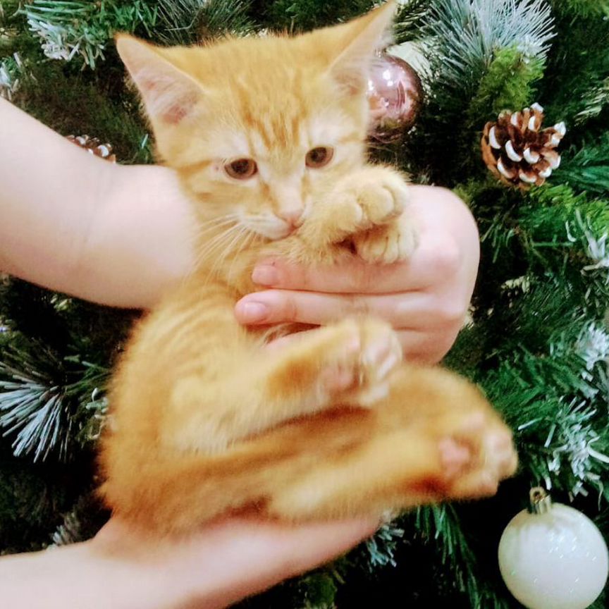 Огненно-Рыжее Чудо в добрые руки