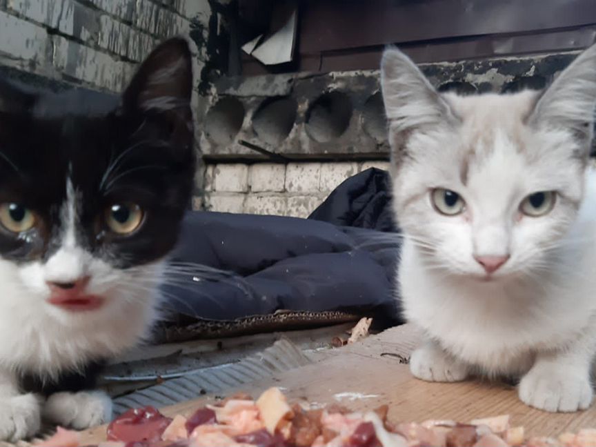 Котята в опасности