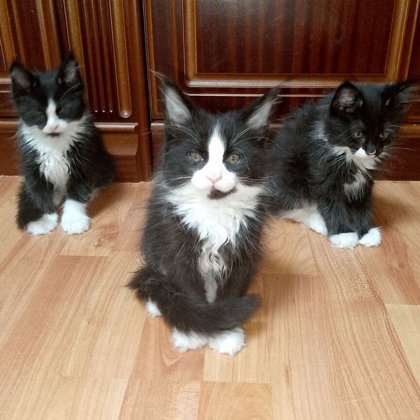 Котята Мейн-Кун
