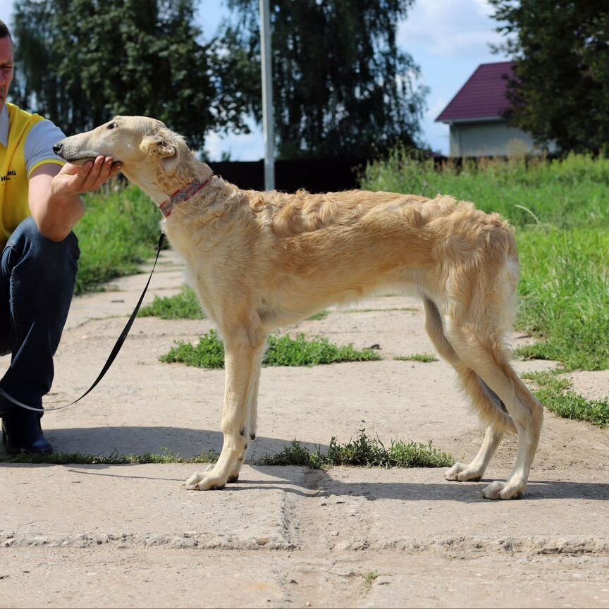 Девочка Русской борзой