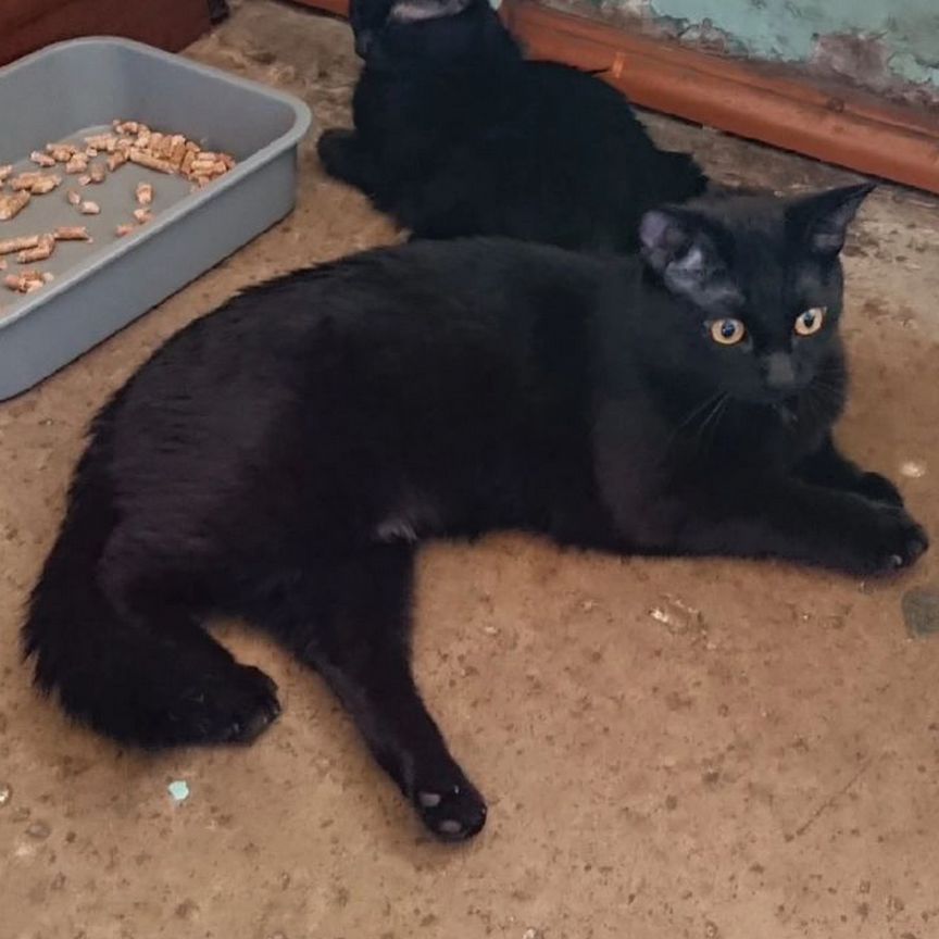 Отдам кота и кошку, живут в коридоре общаги