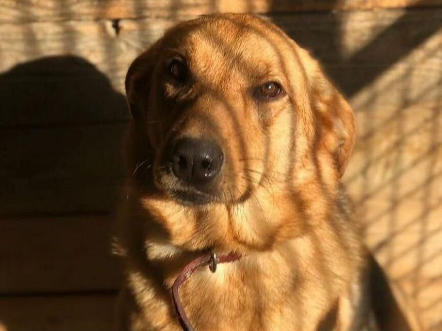 Баффи в поисках дома