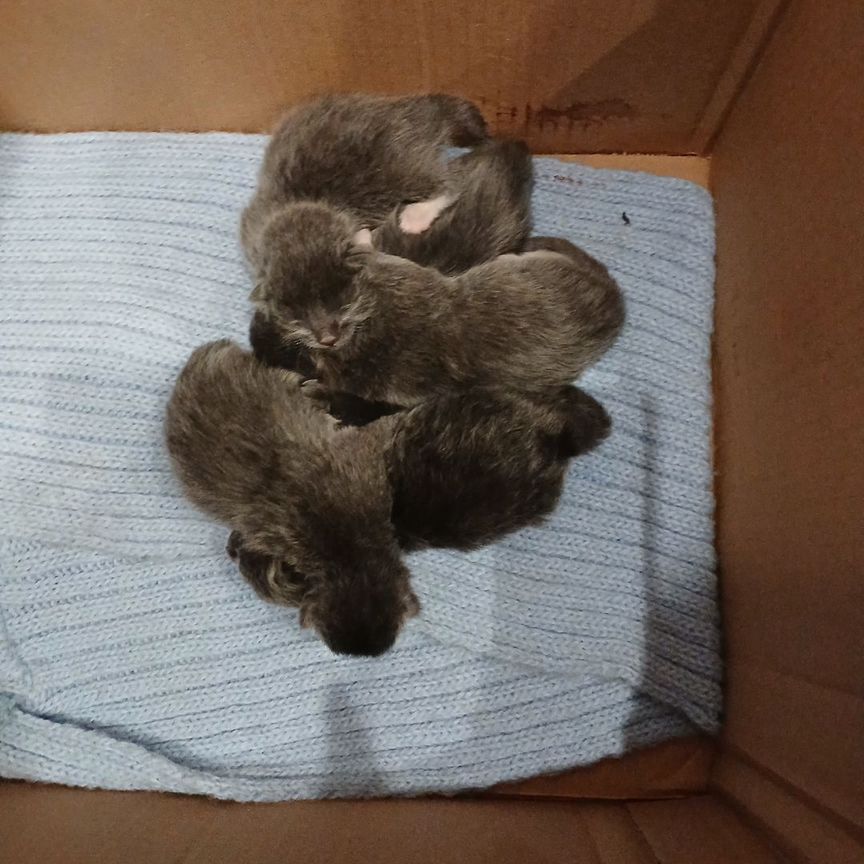 Домашние животные котята бесплатно