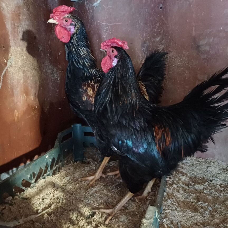 Молодые петухи