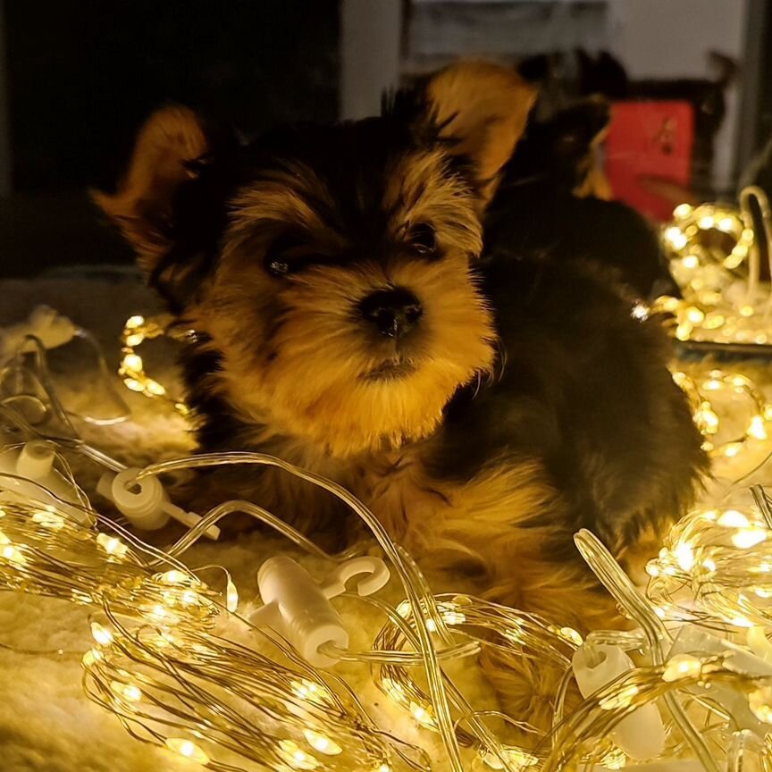 Йоркширский терьер щенки