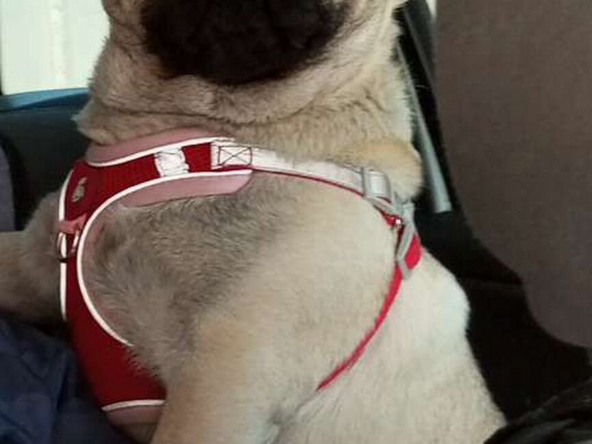 Мопс