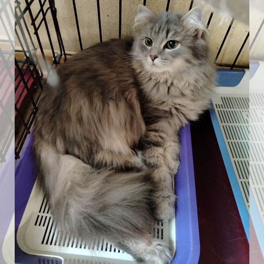 Сибирский котёнок