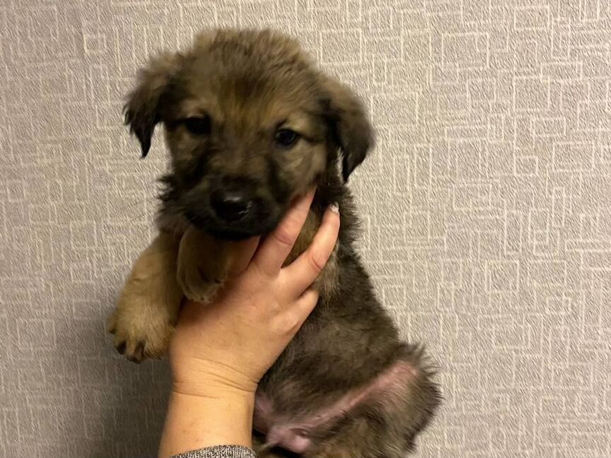 Щенок в добрые руки