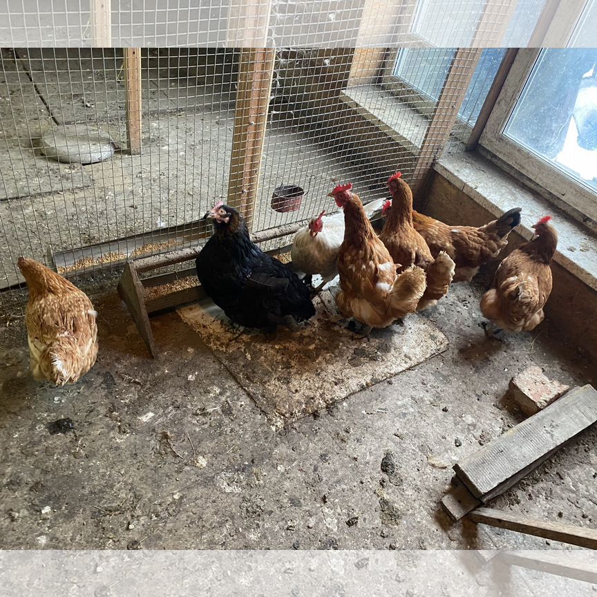 Куры несушки продам