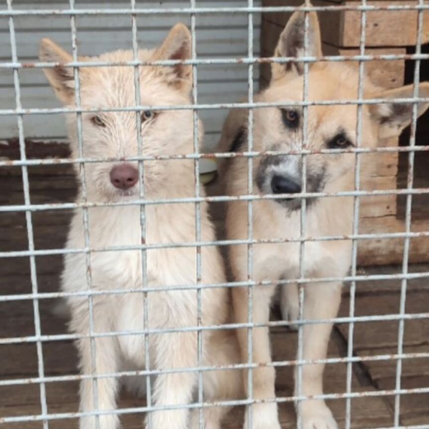 Щенок в добрые руки