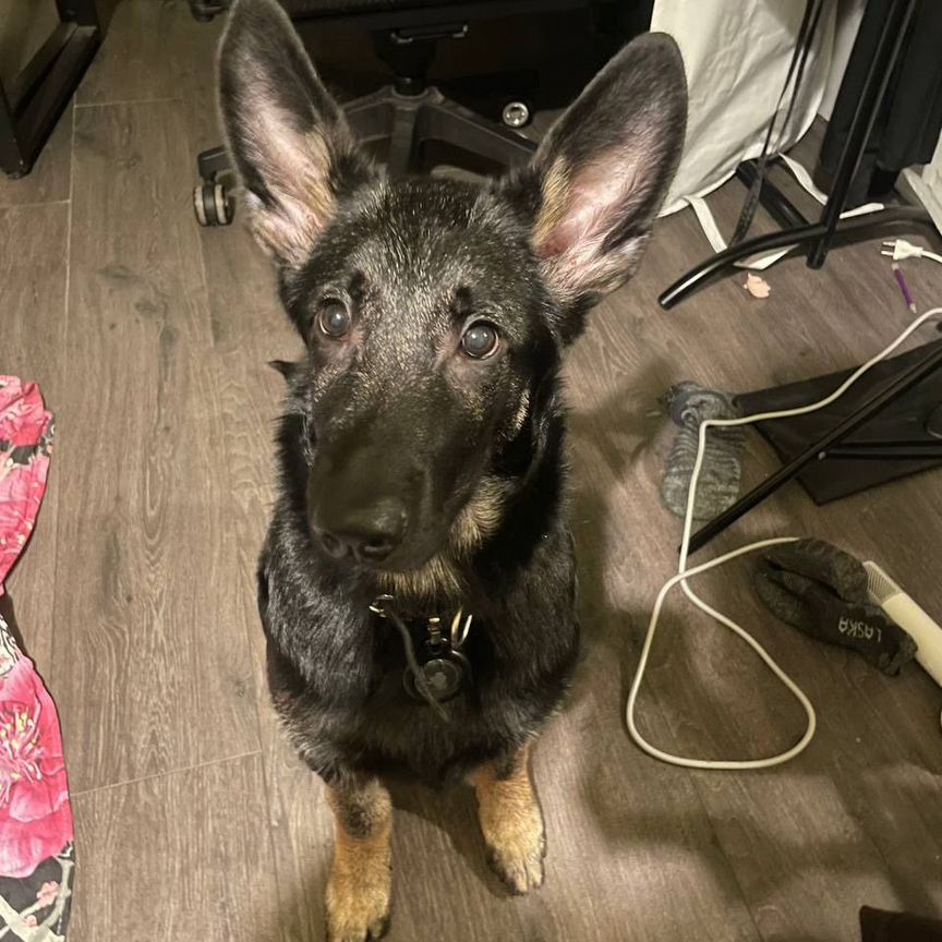 Немецкая овчарка, щенок