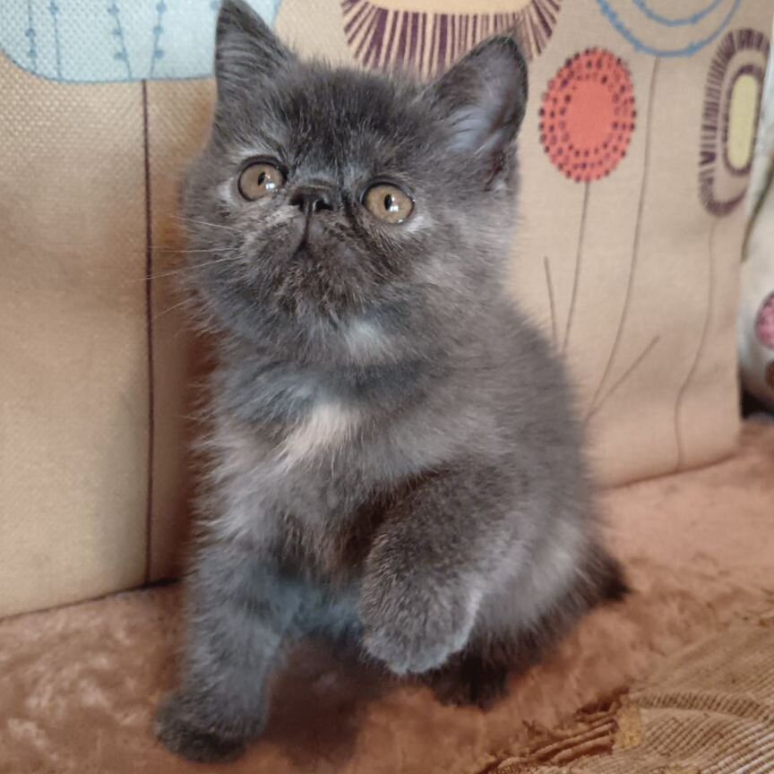 Экзотический короткошёрстный котёнок