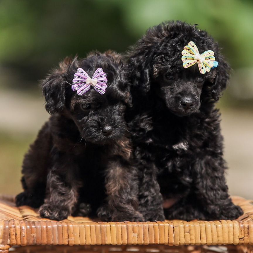 Пудель, щенок