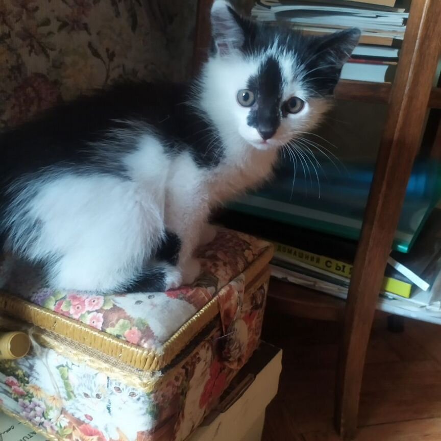 Котенок бесплатно